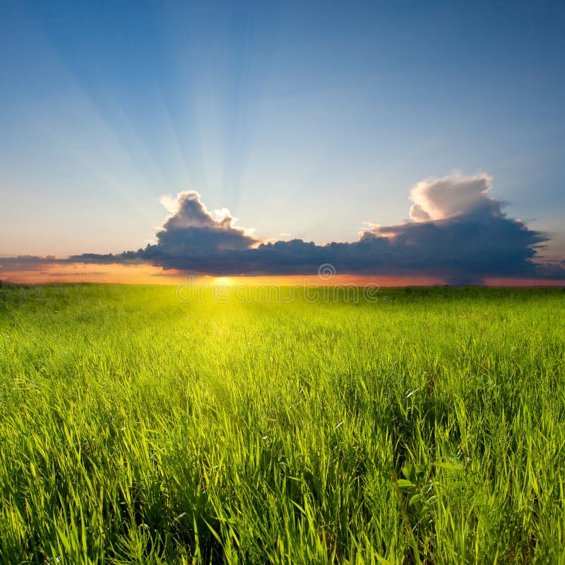 Grass field sunset stock photo. Image of clean, field - 7692132