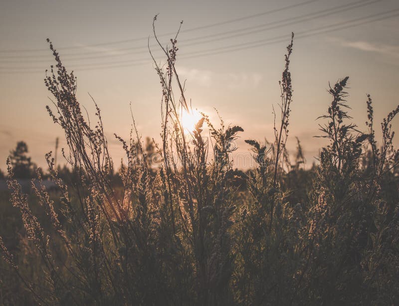 Sunset on the field stock image. Image of countryside - 153382413