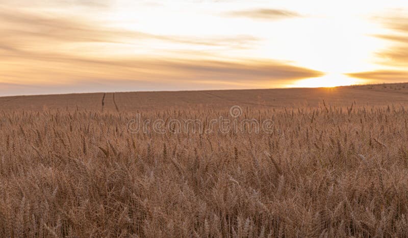 Sunset. Field. Crop. Sun. Wheat. Sky Stock Photo - Image of gold ...