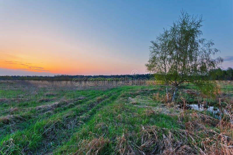 Sunset in the field stock image. Image of flower, field - 10898917