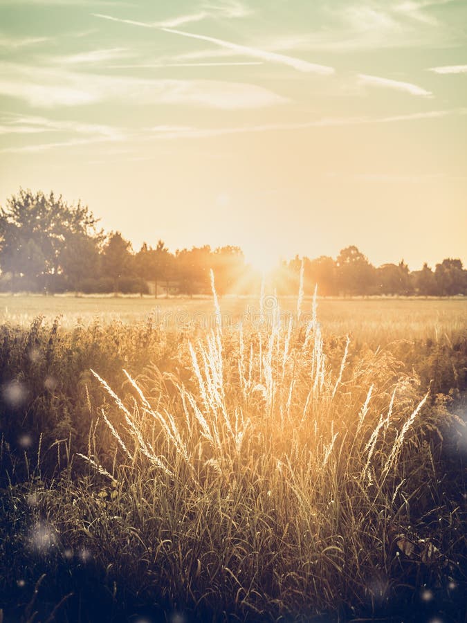 Grass in the Evening Garden.There is Light from the Sun Shining ...