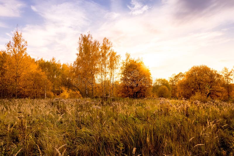 Sunset on a Field with Grass and Trees in Golden Autumn Stock Photo ...