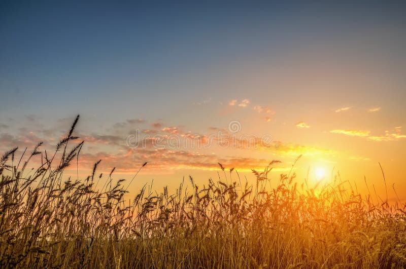 Sunset in field stock image. Image of plant, landscape - 168697719