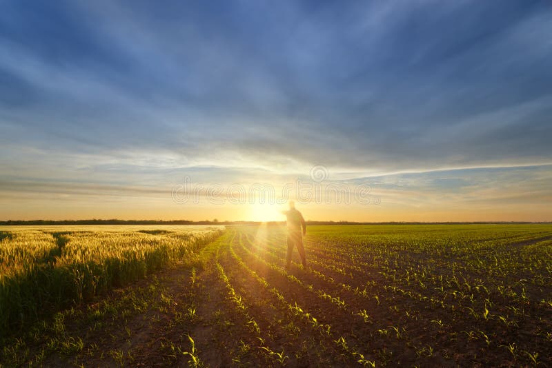 Sunset on the field stock image. Image of meadow, yellow - 219547935