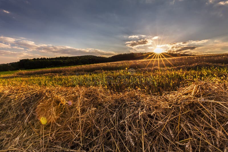 Sunset in the field stock image. Image of grass, nature - 78842457