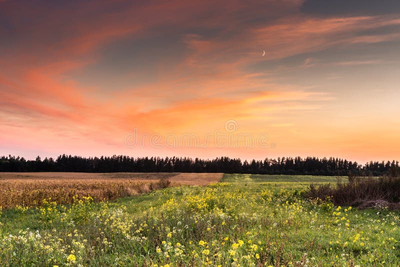 Sunset in the field stock image. Image of farm, grain - 65403827