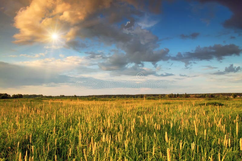 Sunset on the field stock photo. Image of weed, feathers - 36816682