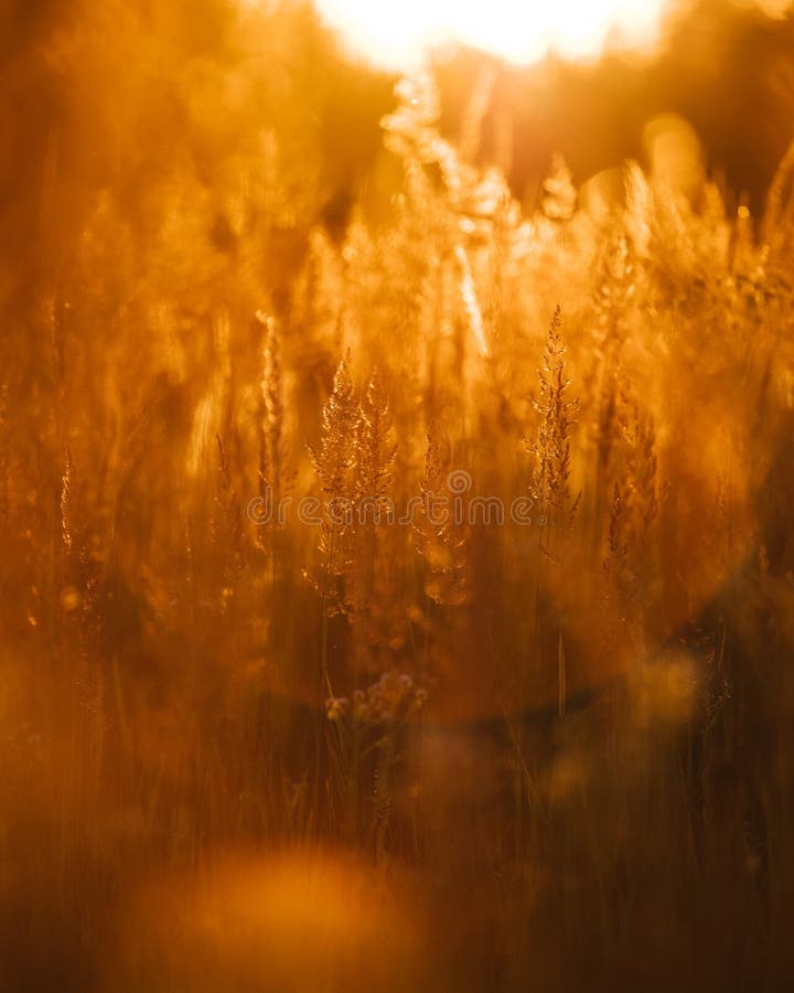 Sunset in the Field, Sun Rays, Grass Stock Image - Image of reflection ...