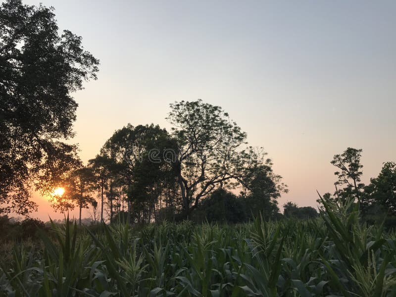 Sunset stock image. Image of field, sunset, tree, silhouette - 133029827