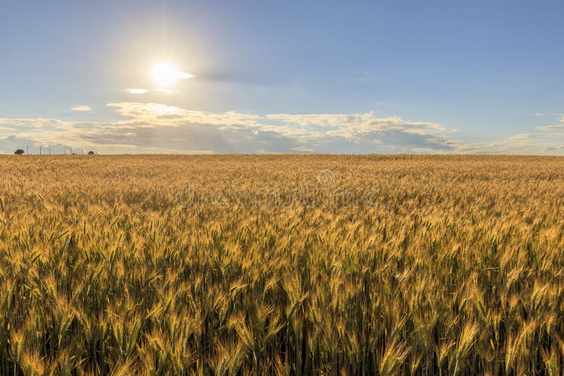 Sunset on the Field with Young Rye Stock Photo - Image of nature, rural ...