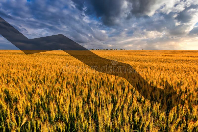 Sunset on the Field with Young Rye. Stock Photo - Image of plant, grain ...