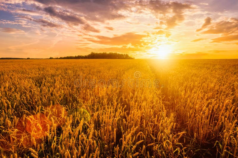 Sunset on the Field with Young Rye or Wheat in the Summer with a Cloudy ...
