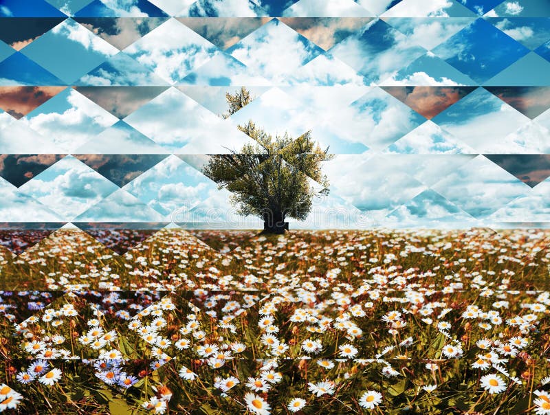Sunset Fields of Daisies and Tree Design Stock Photo - Image of curve ...