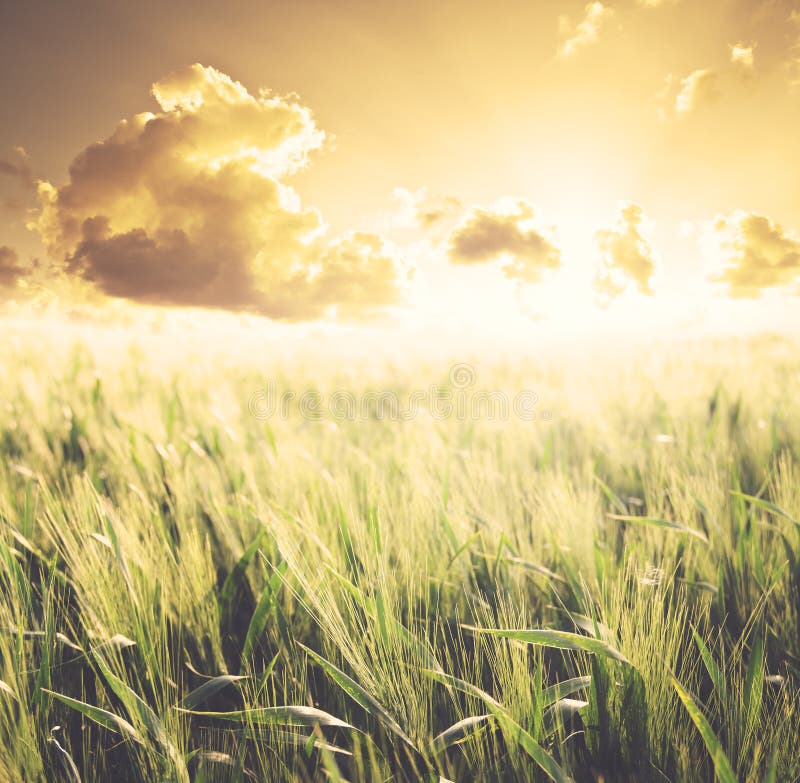 Sunset fields stock image. Image of dramatic, sunset - 76806207