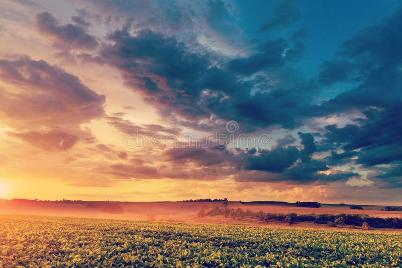 Sunset in fields in summer stock image. Image of styled - 42753657