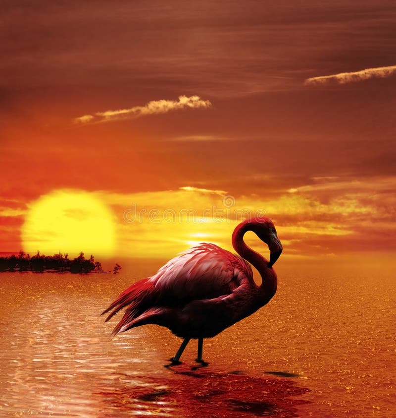 Sunset with Flamingo stock photo. Image of reflection - 28297622