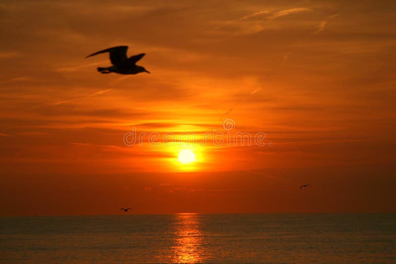 Sunset flight stock photo. Image of calming, confidence - 5913332