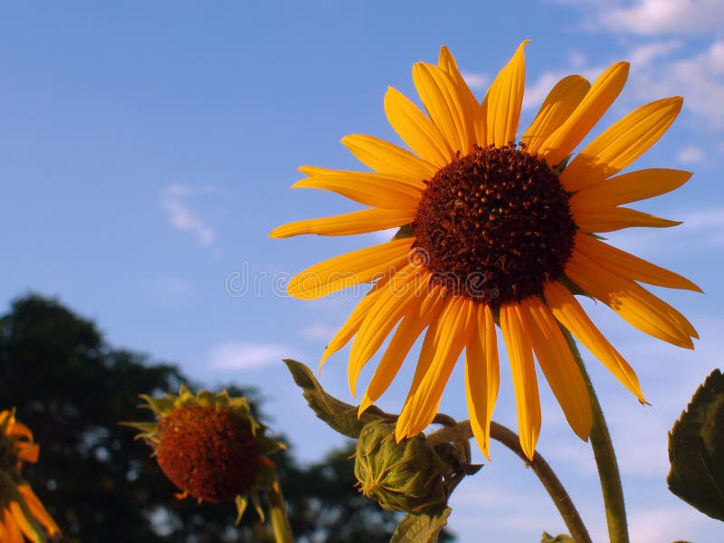 Sunset Flower Picture. Image: 202549