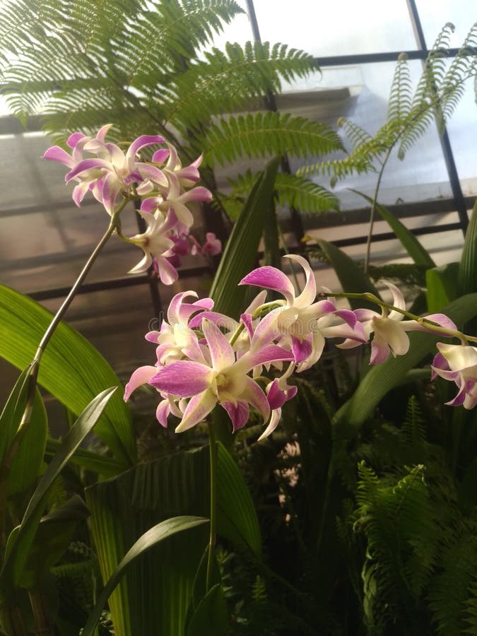 Sunset flower field stock image. Image of field, orange - 16195019