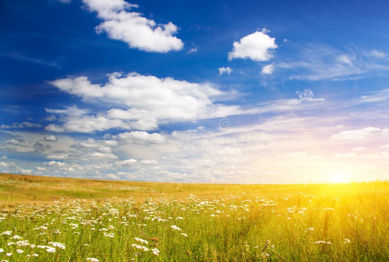 Sunset on flower meadow. stock image. Image of beautiful - 20571915