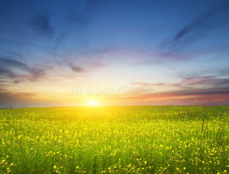 Sunset on flower meadow. stock image. Image of grass - 20964781
