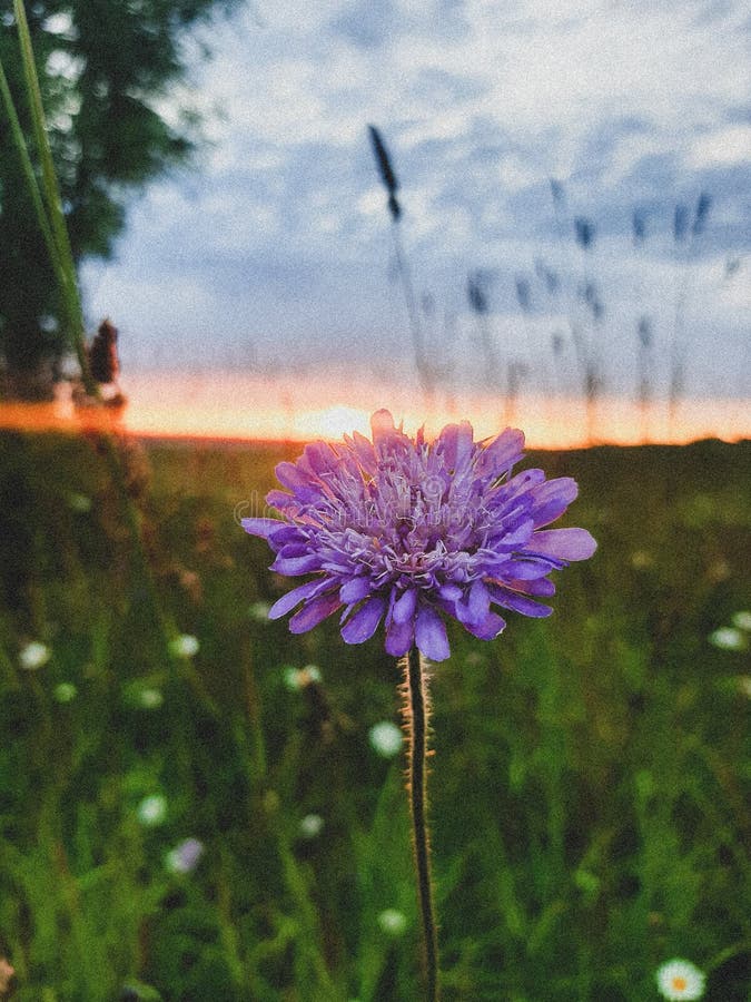 A sunset flower stock photo. Image of sunlight, plant - 224067550