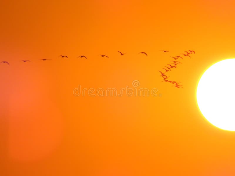 A Sunset, Flying Bird in a Row the Sunrise Stock Photo - Image of ...