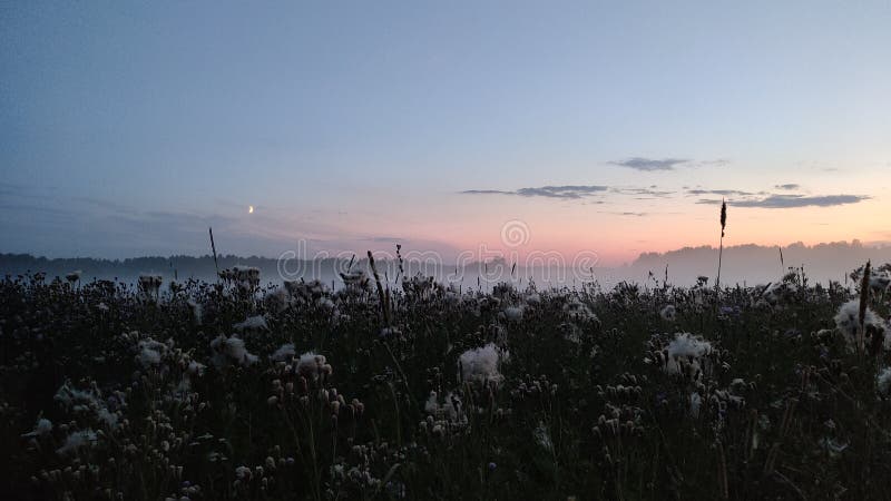 Sunset Fog Forest Fluff Thistle Stock Image - Image of wind, thistle ...