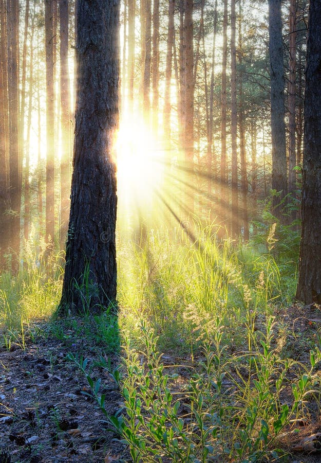 Trees In Forest During Sunset Picture. Image: 97145439