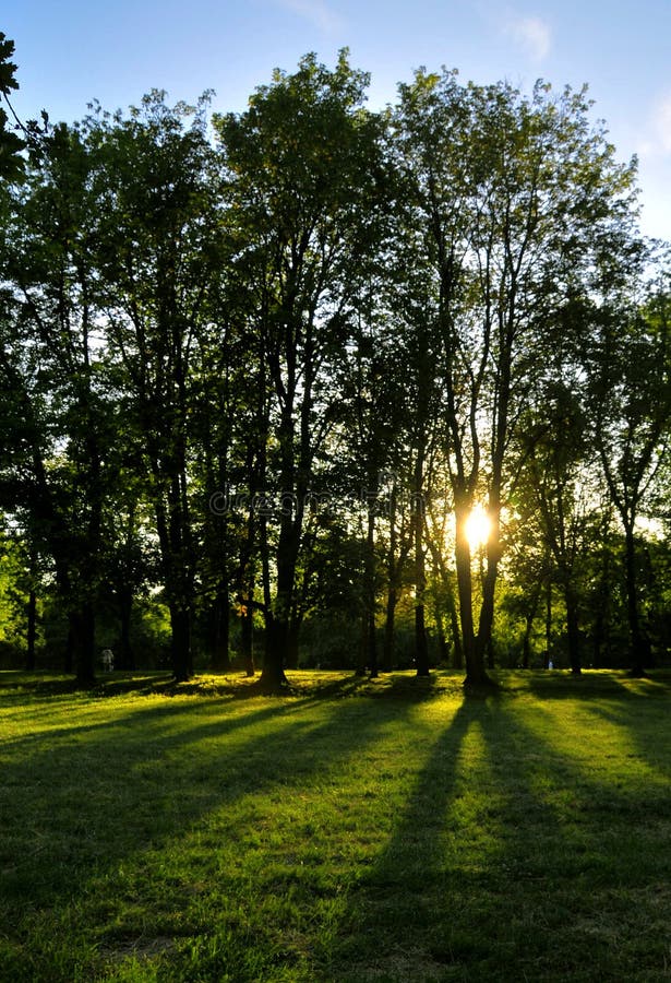 Sunset in forest stock image. Image of colourful, seasonal - 10476947
