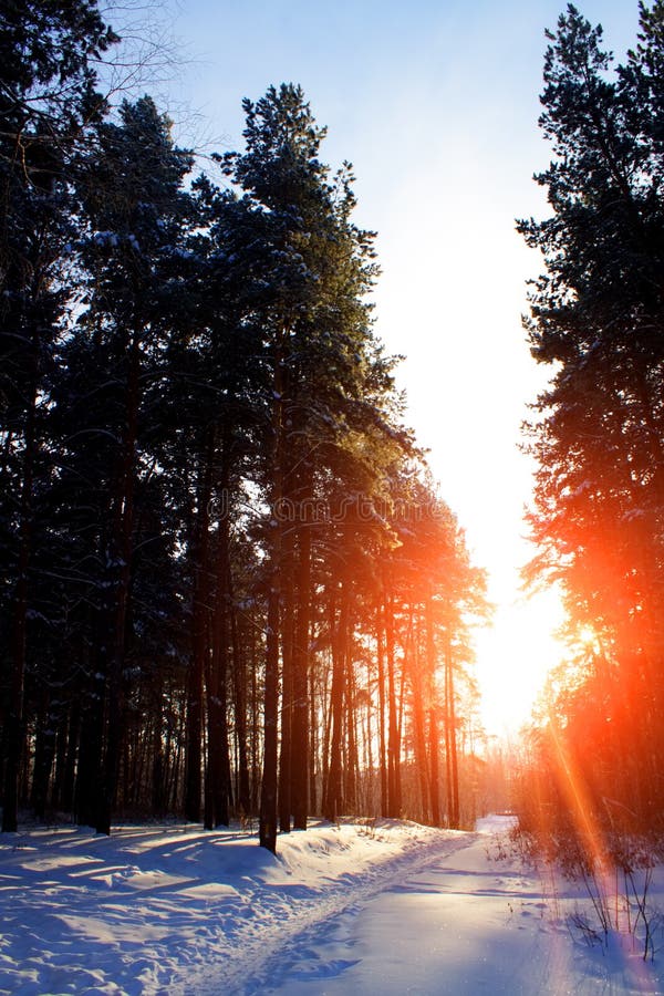 Sunset in the forest stock photo. Image of morning, reflections - 12537570