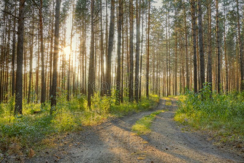 Sunset in the forest stock image. Image of beams, road - 163883789