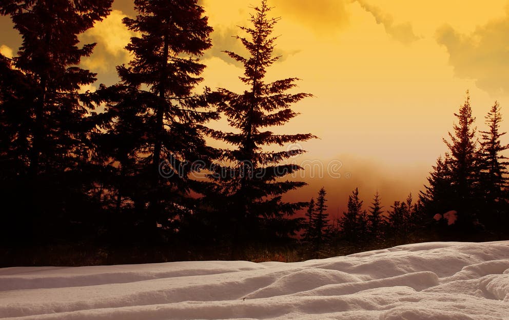 Sunset Forest stock photo. Image of stunning, evening - 1821528