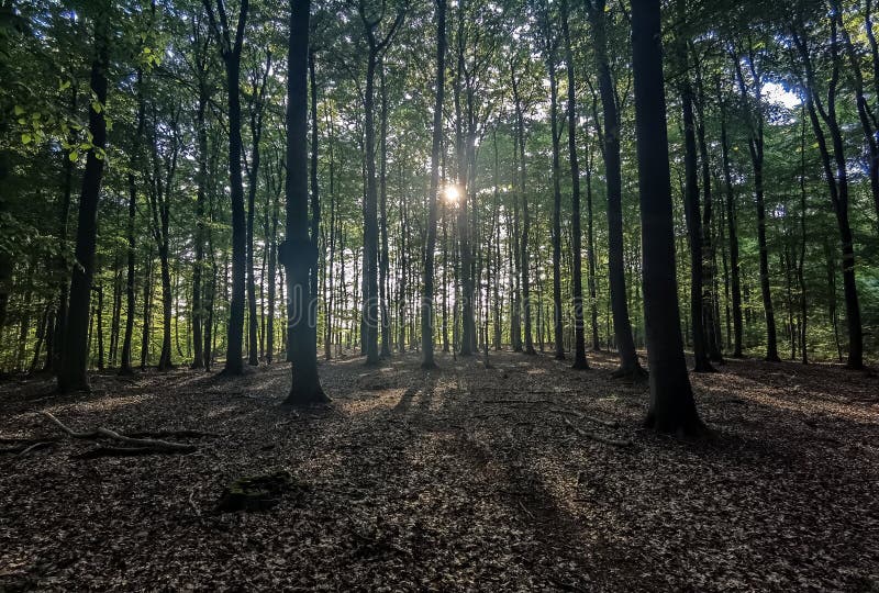 Sunset in the forest stock image. Image of leaf, branch - 229454505