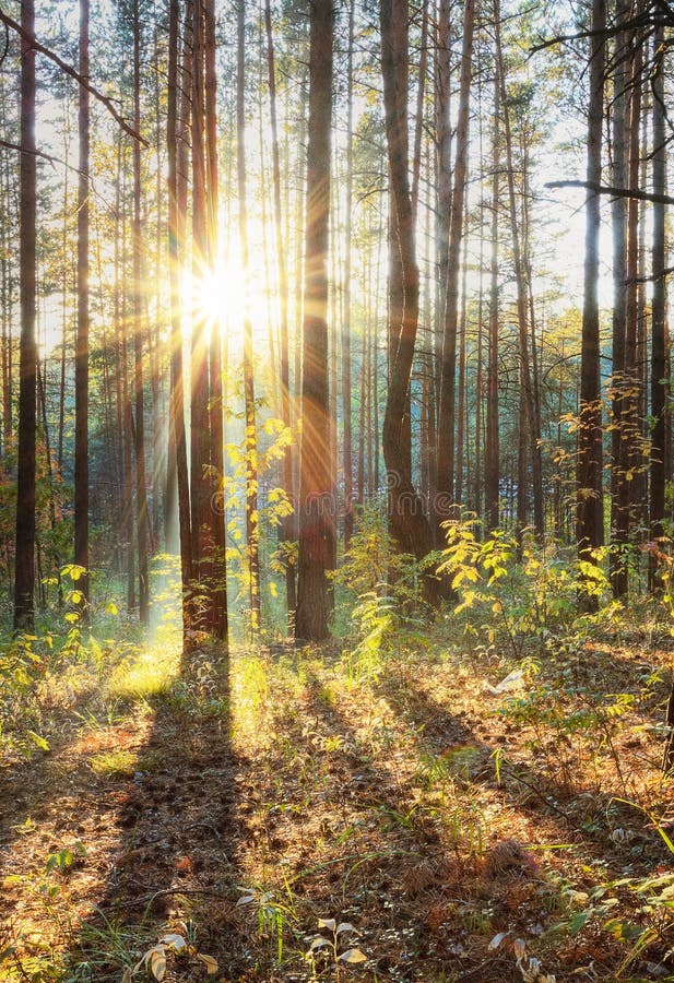 Morning Sun Rays in the Woods Stock Image - Image of abstract, nature ...