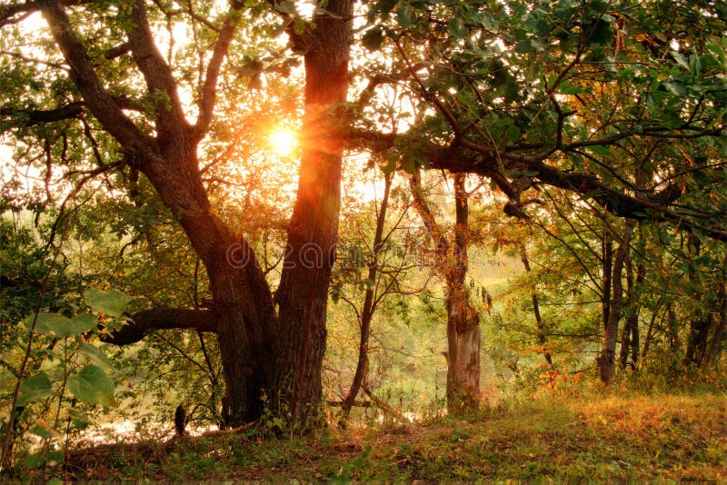 Sunset in the forest stock image. Image of trees, green - 3044063
