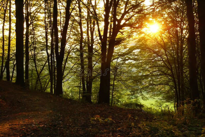 Sunset in a forest stock image. Image of backlight, landscape - 3290899