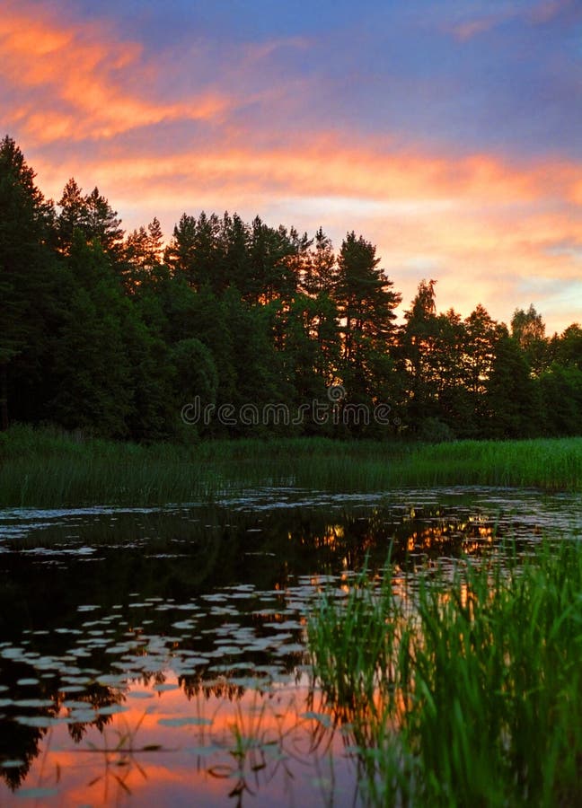 Sunset forest stock photo. Image of foliage, lilies, cloud - 5703404