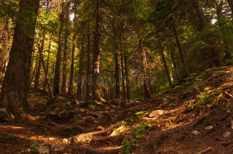 Sunset in the forest stock photo. Image of forest, path - 229549334