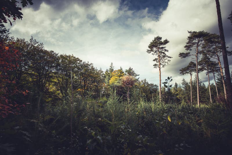 Sunset in the Forest, Blue Sky Stock Photo - Image of nature, adventure ...