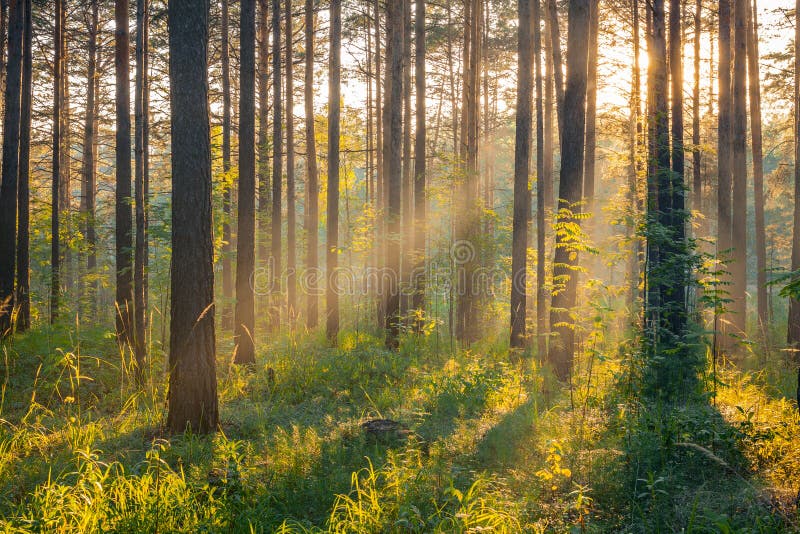 Sunset in the forest stock image. Image of summer, leafy - 259404761