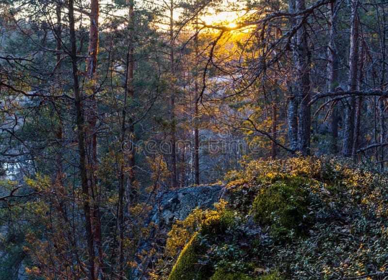 Sunset in forest stock image. Image of puddle, reserve - 92640847