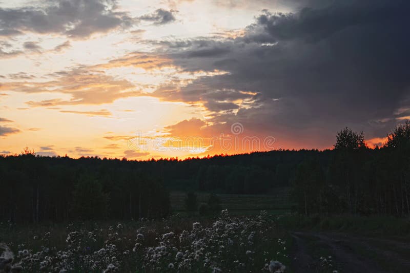 Sunset at the forest edge stock photo. Image of magic - 115400580