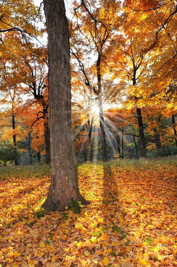 Sunset in the Forest in the Fall Stock Photo - Image of life, autumn ...