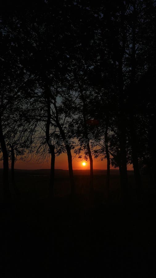 Sunset in the Forest, Forest in Evening Stock Photo - Image of journey ...
