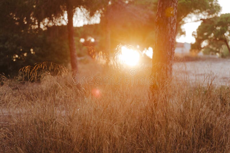 Sunset in the Forest during Golden Hour. Beautiful Nature Stock Image ...