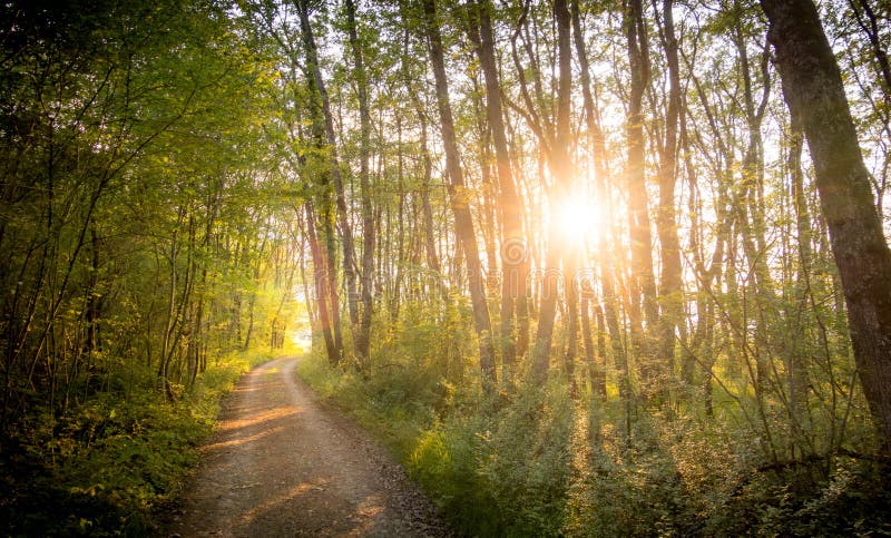 Sunset in a Forest during the Golden Hour, with Sunlight Streaming ...