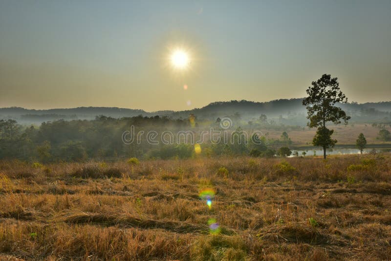 Sunset in Forest Landscape with Natural Green Tree. Forest Stock Photo ...