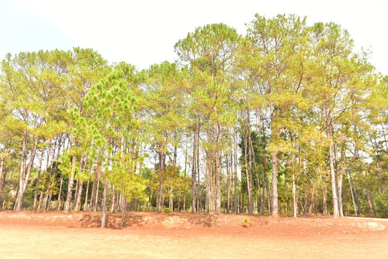 Sunset in Forest Landscape with Natural Green Tree. Forest Stock Photo ...