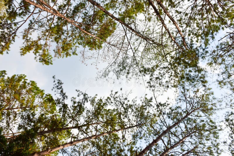 Sunset in Forest Landscape with Natural Green Tree. Forest Stock Image ...